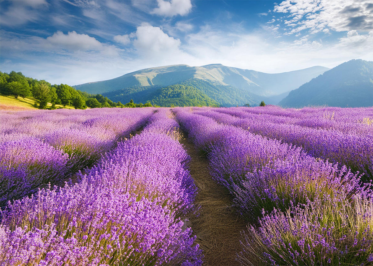 Lavender-Infused Lotion: A Deep Dive into Skincare and Self-Care – SaFiSpa